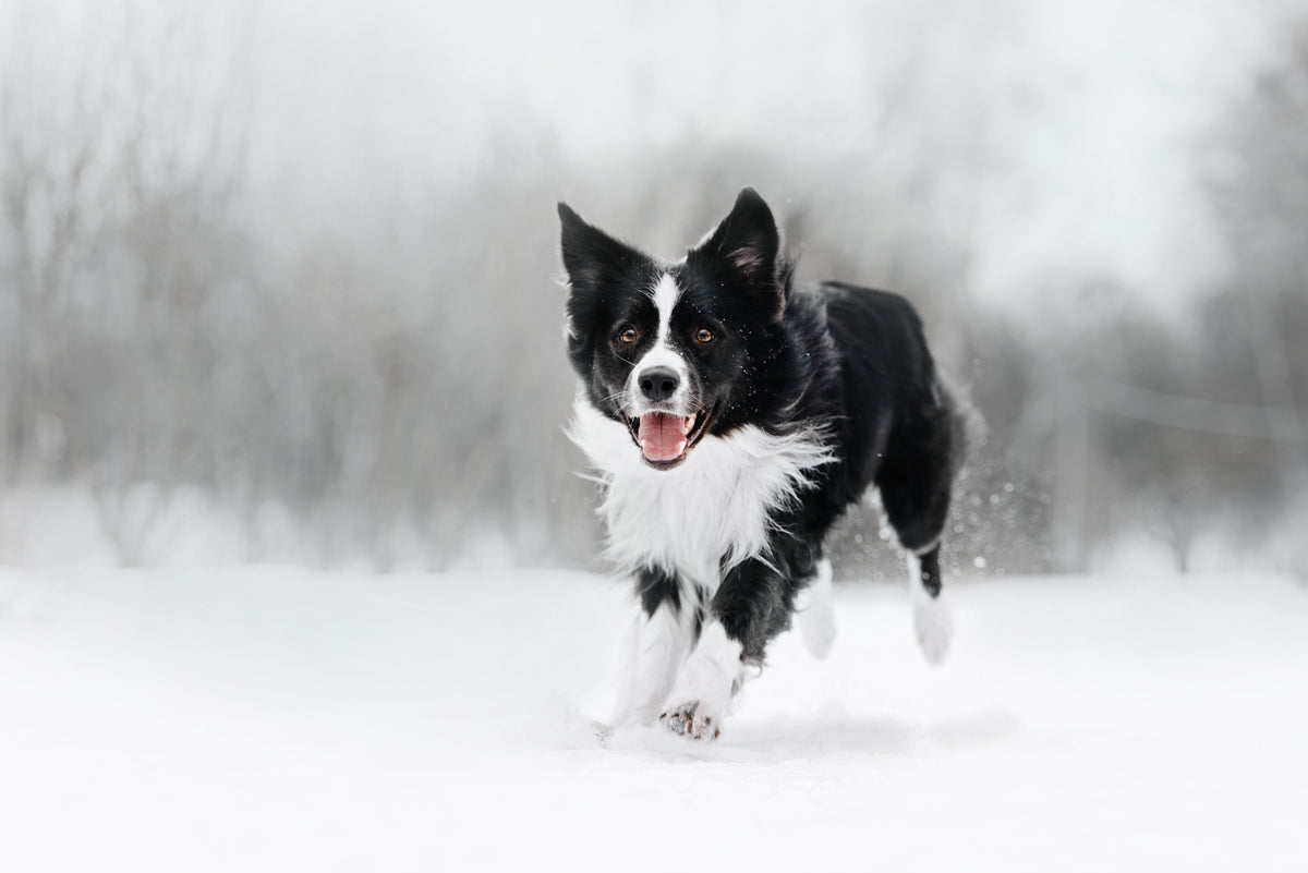 Autarky's Winter Tips & Watch Outs – Autarky Dog Food